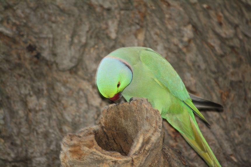 Are you looking into the Gospel like the angels, or are you all in ...